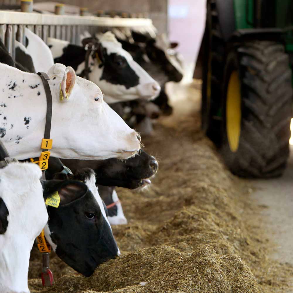 RumInsight - AgSource