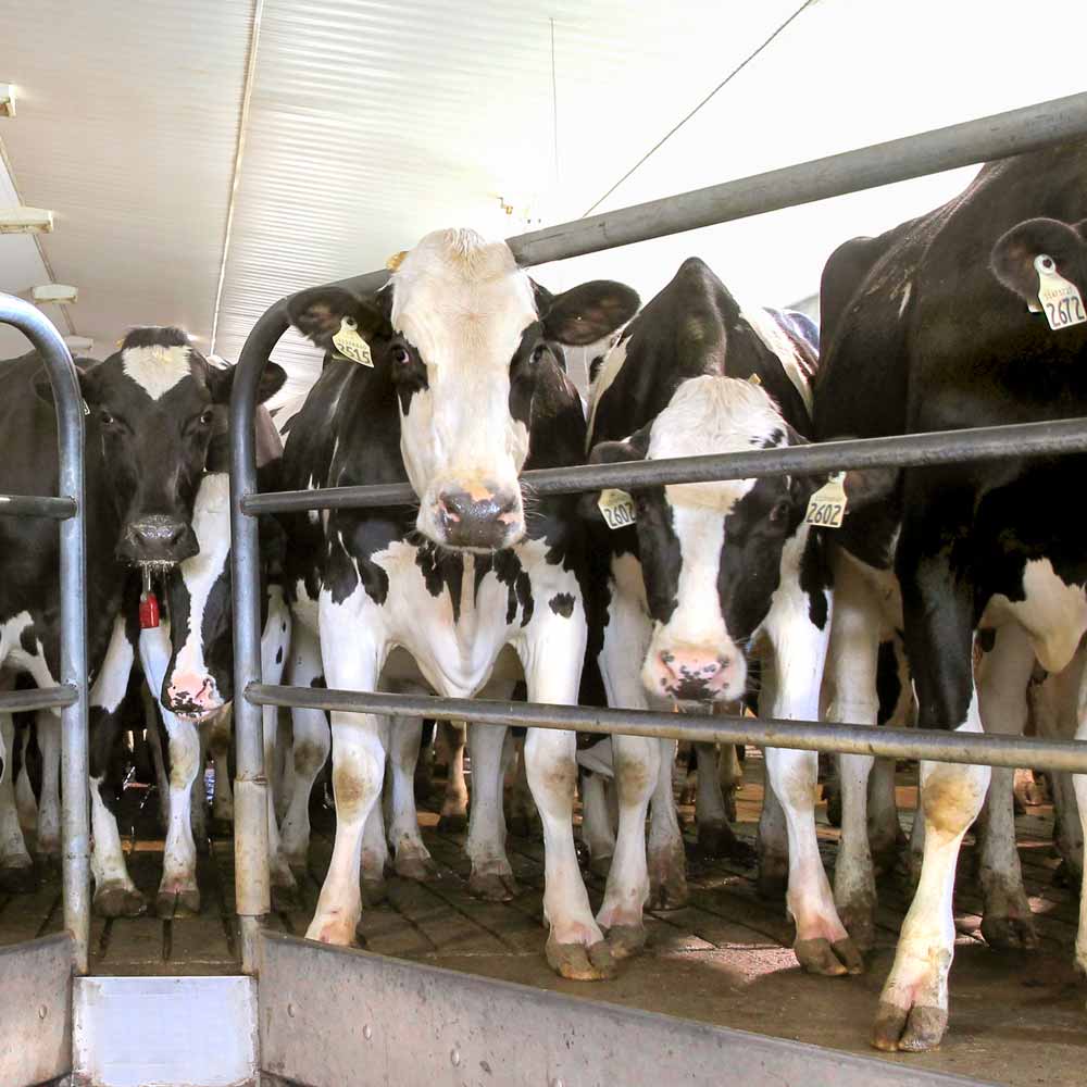 RumInsight - AgSource