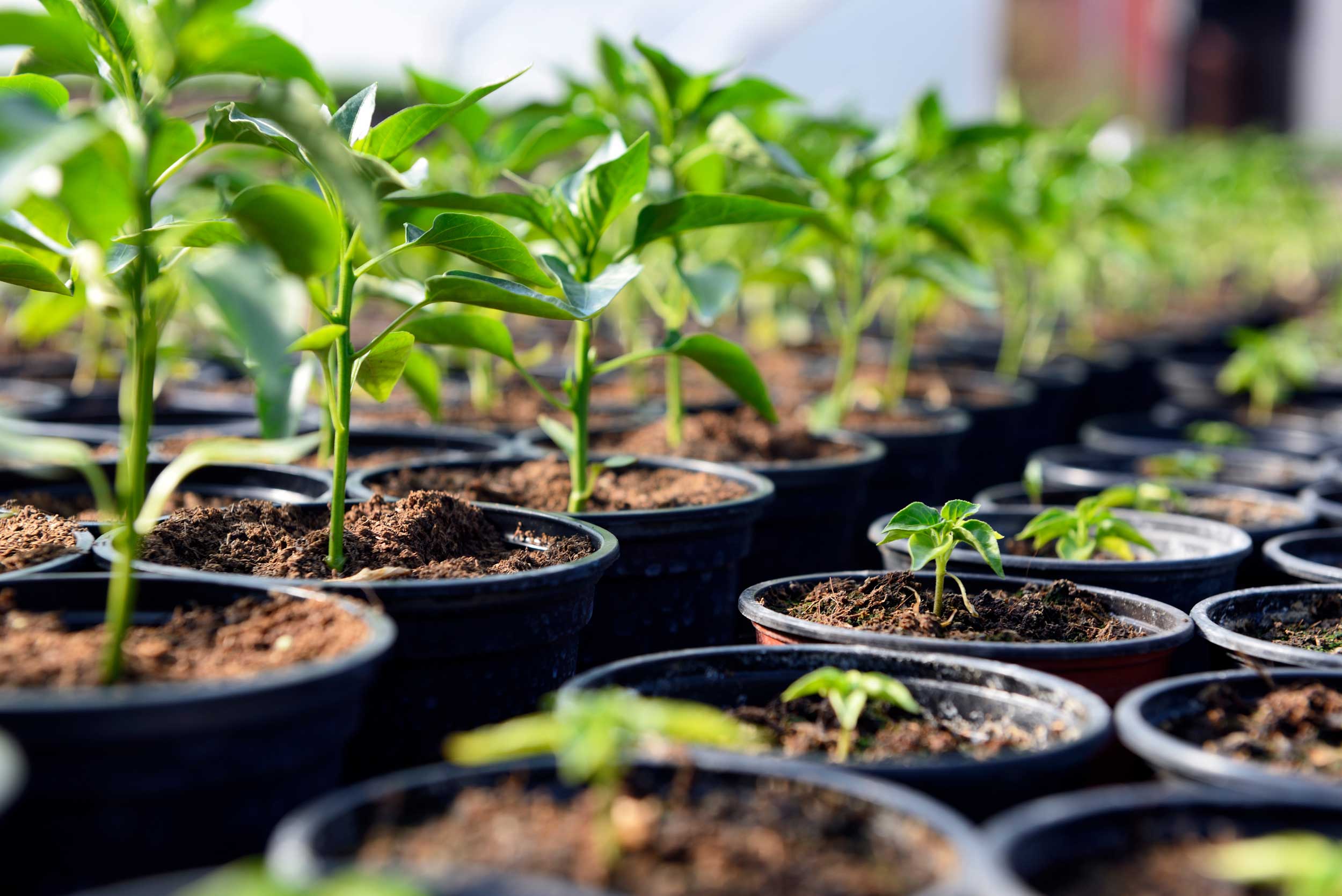 Greenhouse Media Testing - AgSource Laboratories
