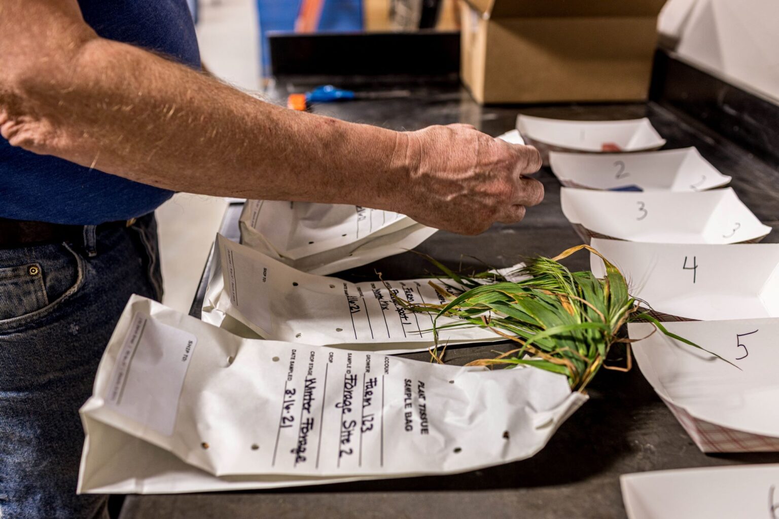 Four reasons why it pays to plant tissue test - AgSource